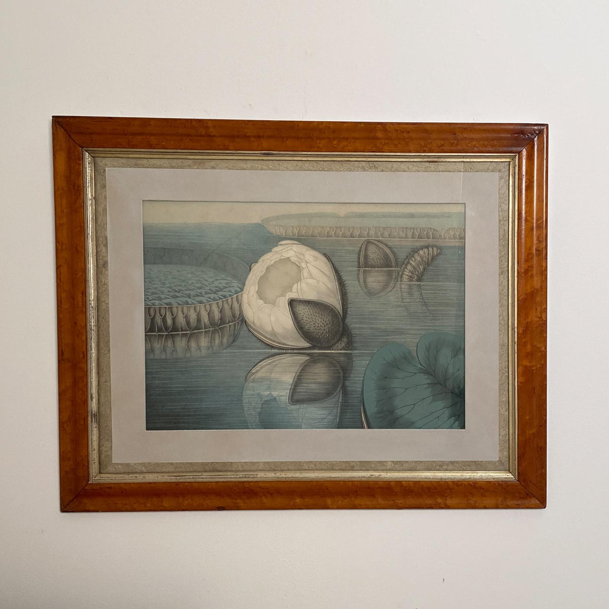 19th Century William Sharp Water Lily Color Lithograph — Antique & Art ...